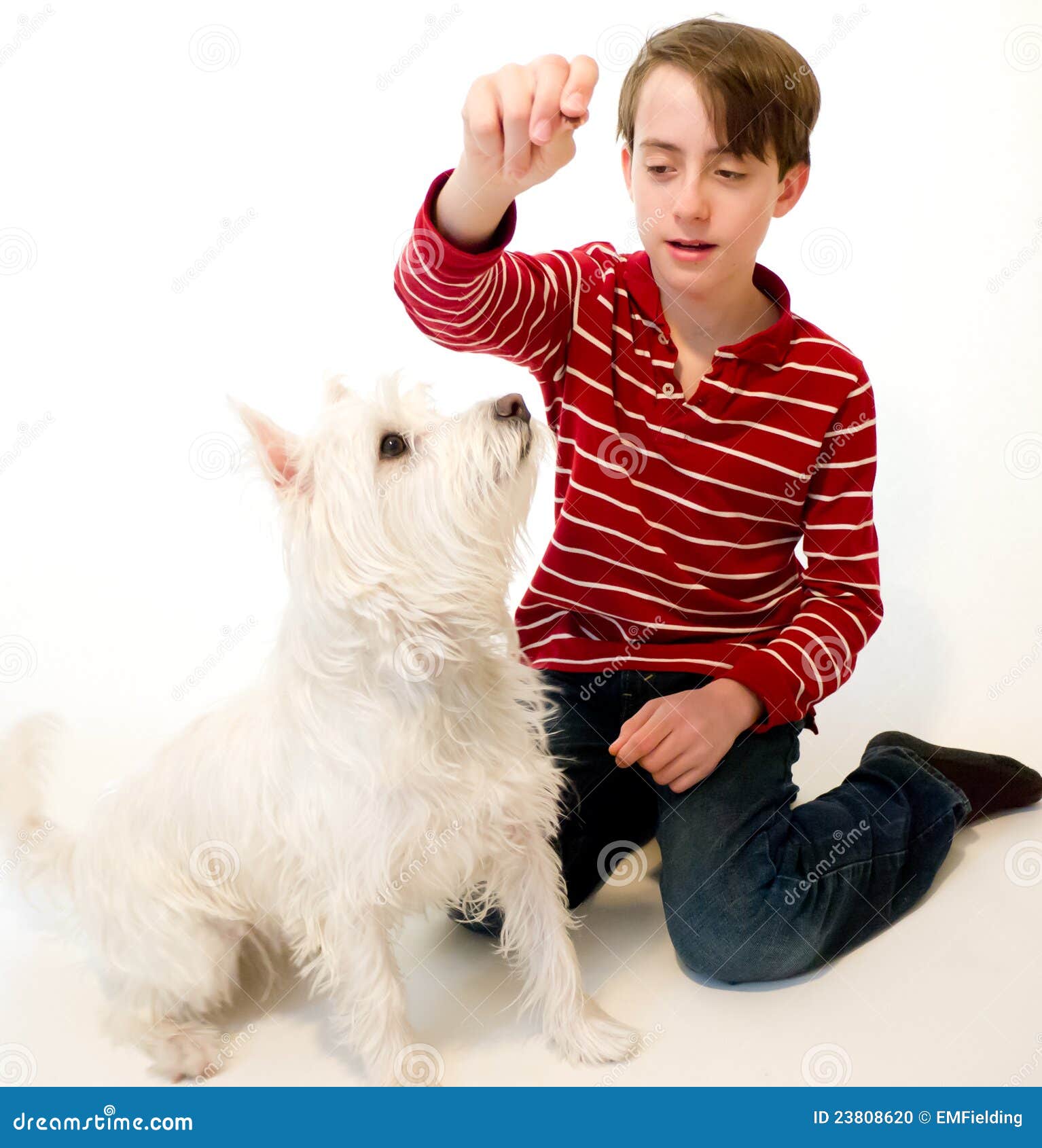 Teaching a dog new tricks stock photo. Image of cute - 23808620