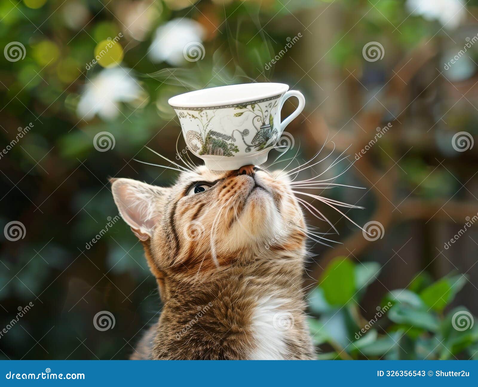 A Teacup Balanced Precariously On A Cats Nose Stock Image ...