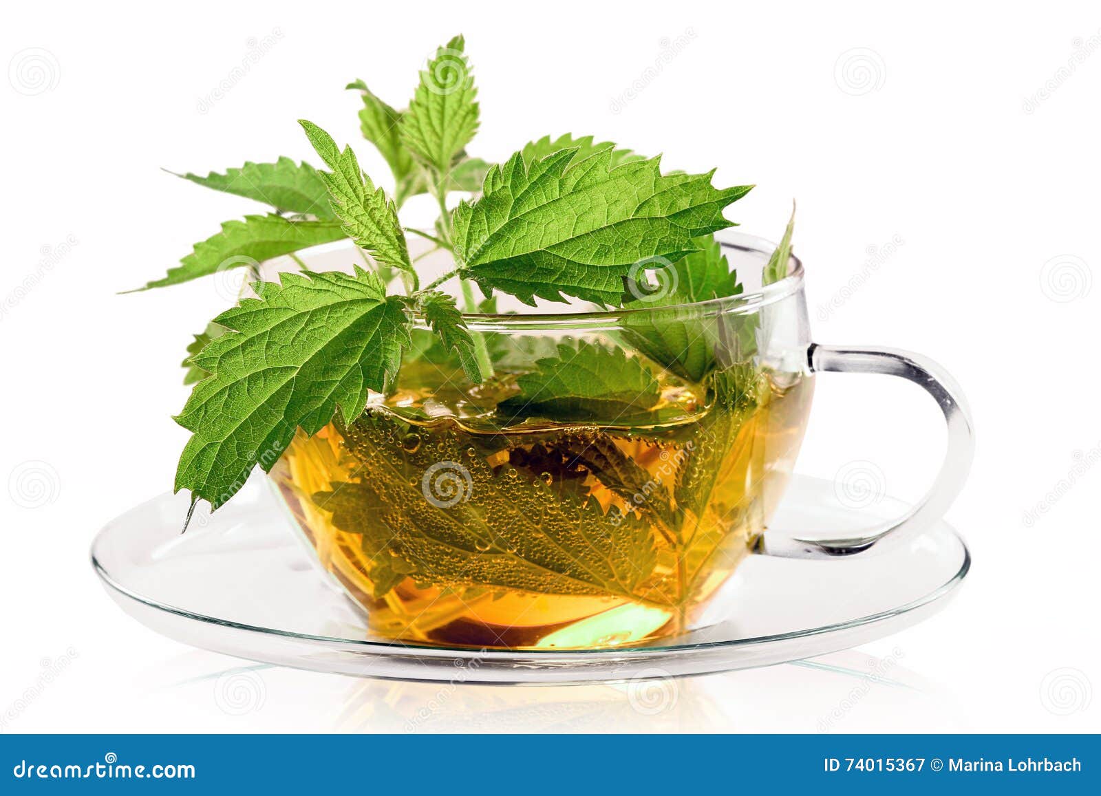 Teacup with Fresh Stinging Nettle Tea Stock Image - Image of medicine ...