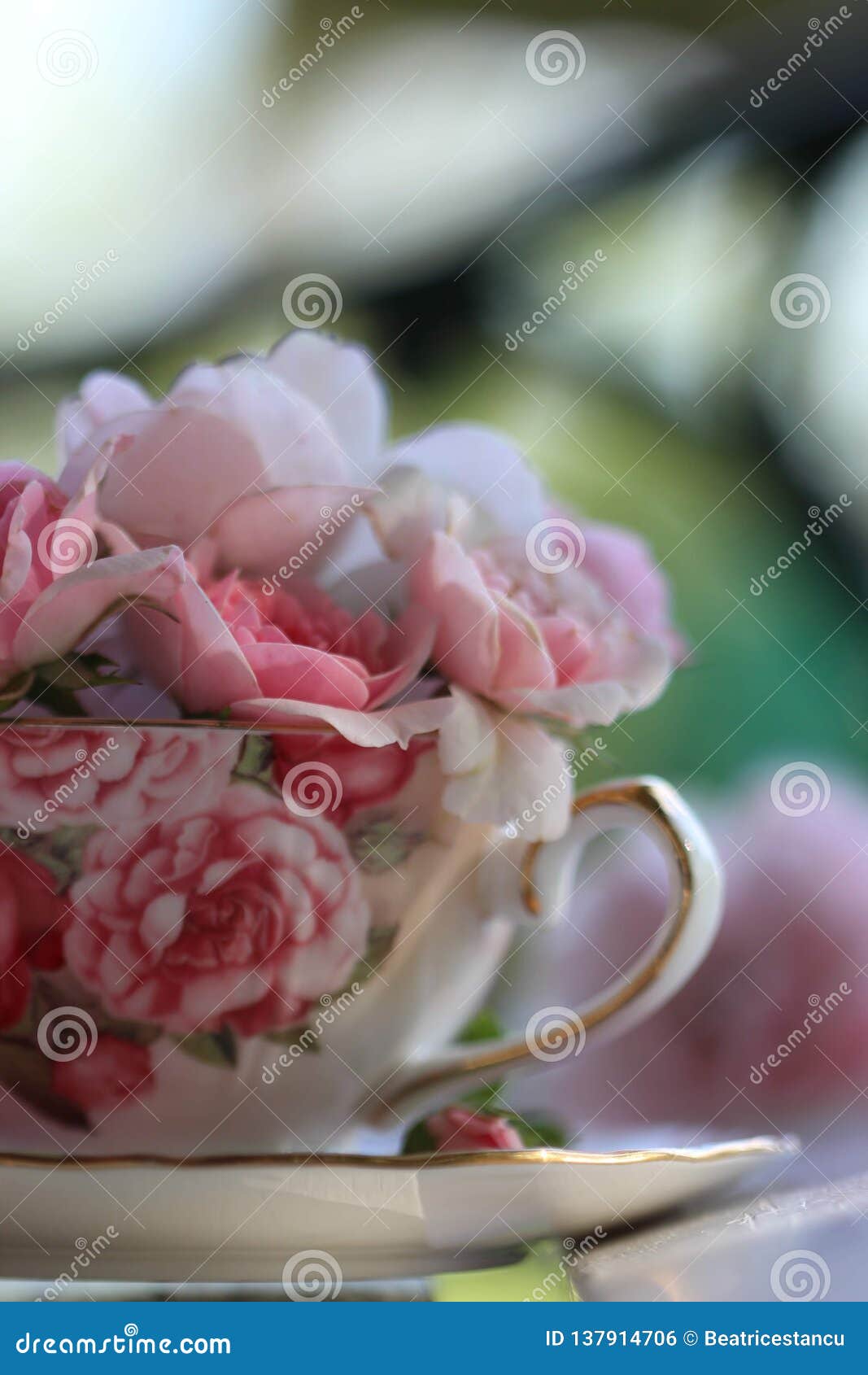 Teacup with Roses in the Garden Stock Photo - Image of lifestyle ...