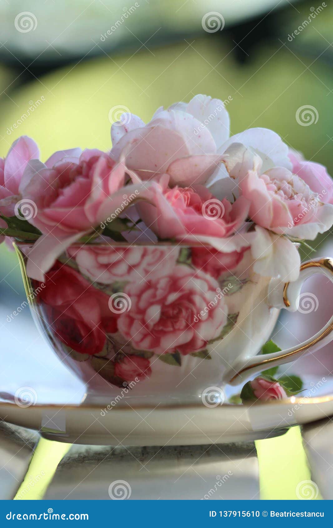 Teacup with Roses in the Garden Stock Photo - Image of shabby, chic ...