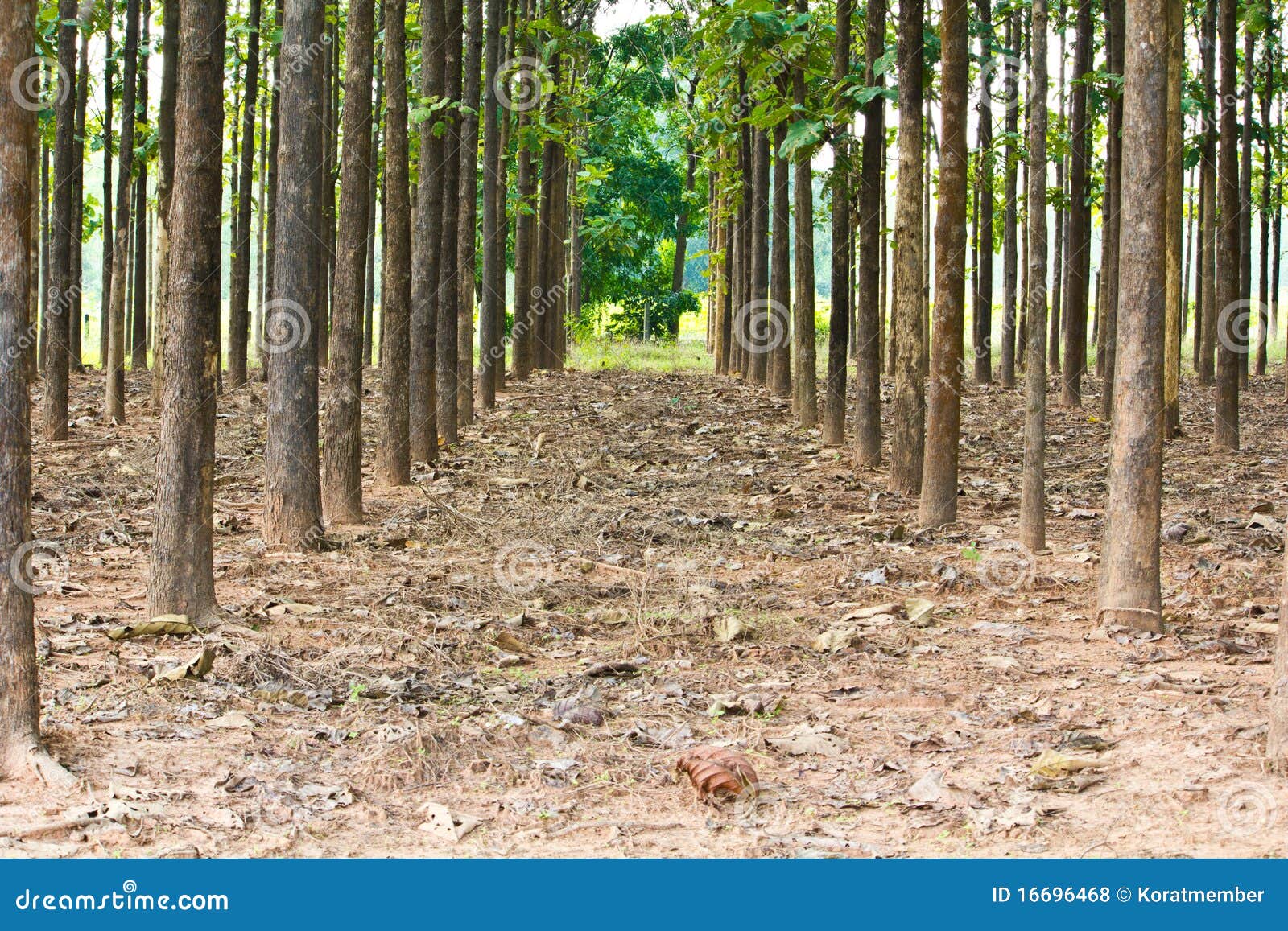 Teak stock photo. Image of long, bright, forest, teak - 16696468