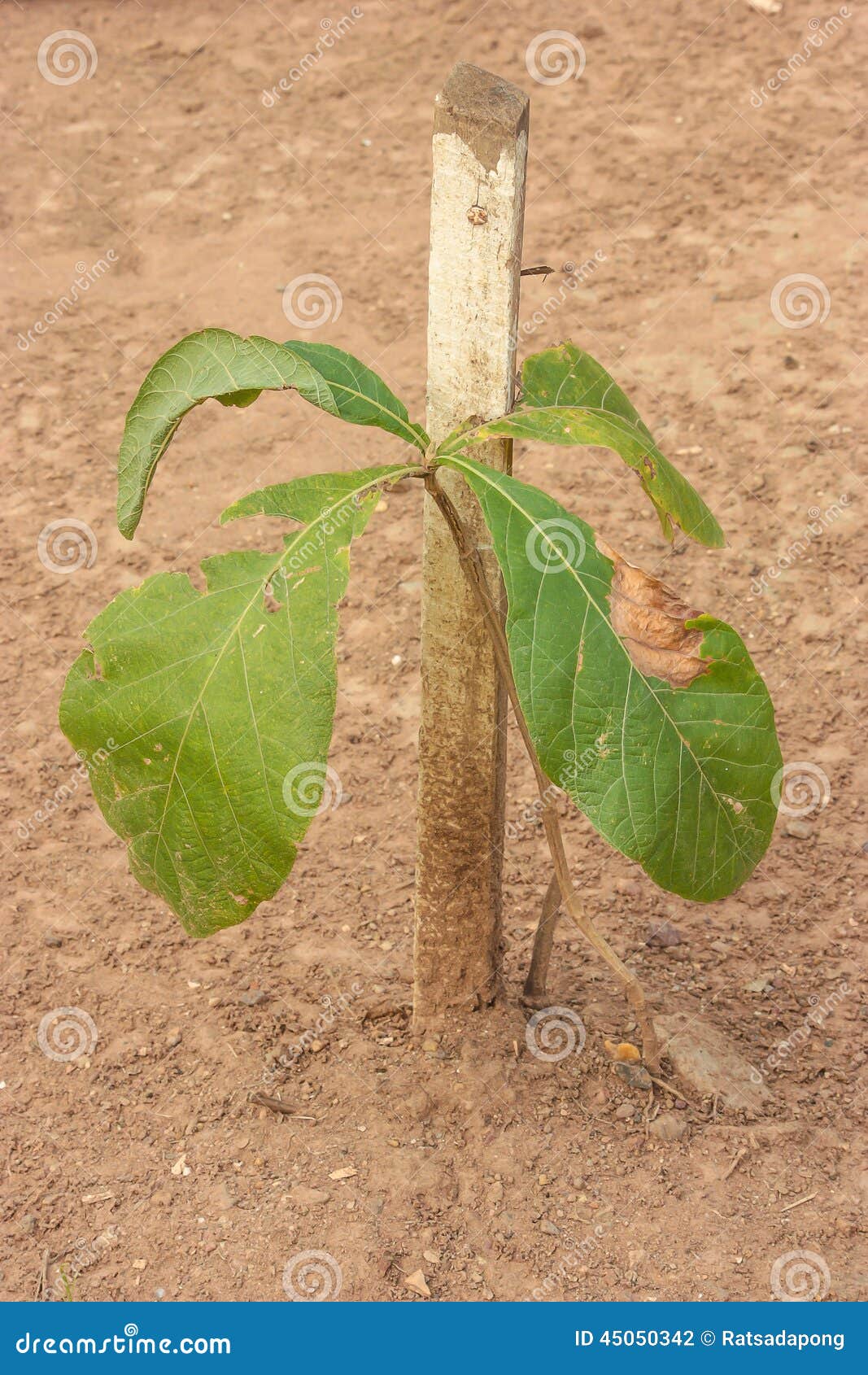 Teak arkivfoto. Bild av skog, löv, bakgrund, trän, färger - 45050342