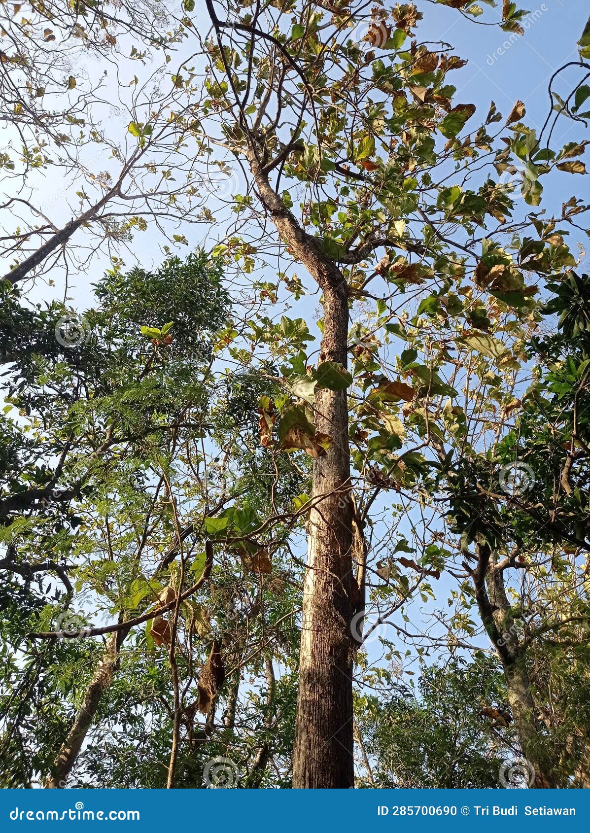 Teak Forest at the Dry Season Stock Photo - Image of season, tree ...