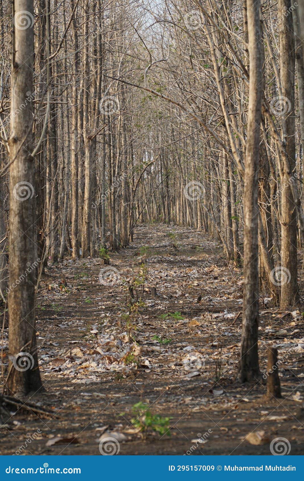 The Teak Forest Has Been Burned by Fallen Leaves Stock Image - Image of ...