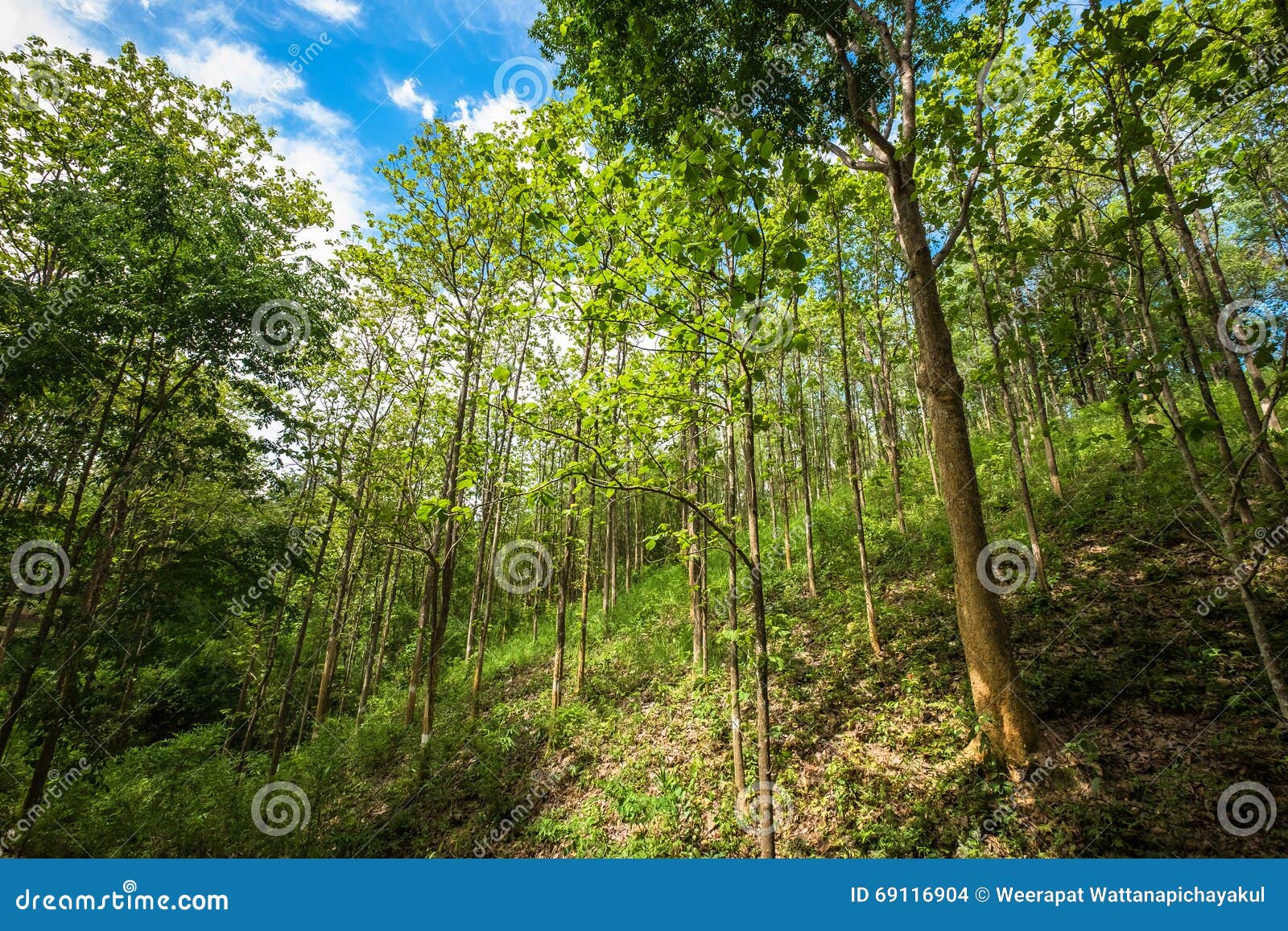 Teak Forest stock photo. Image of high, group, natural - 69116904