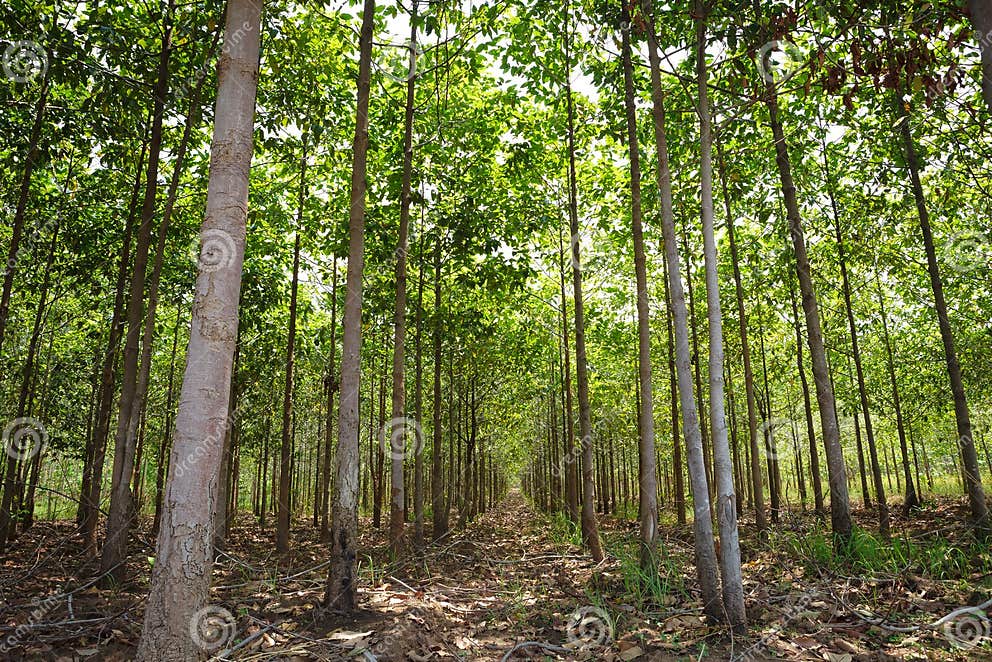 Teak forests stock photo. Image of beautiful, scene, shine - 24218136