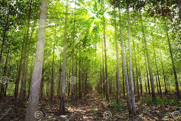 Teak forests stock photo. Image of green, countryside - 24922240