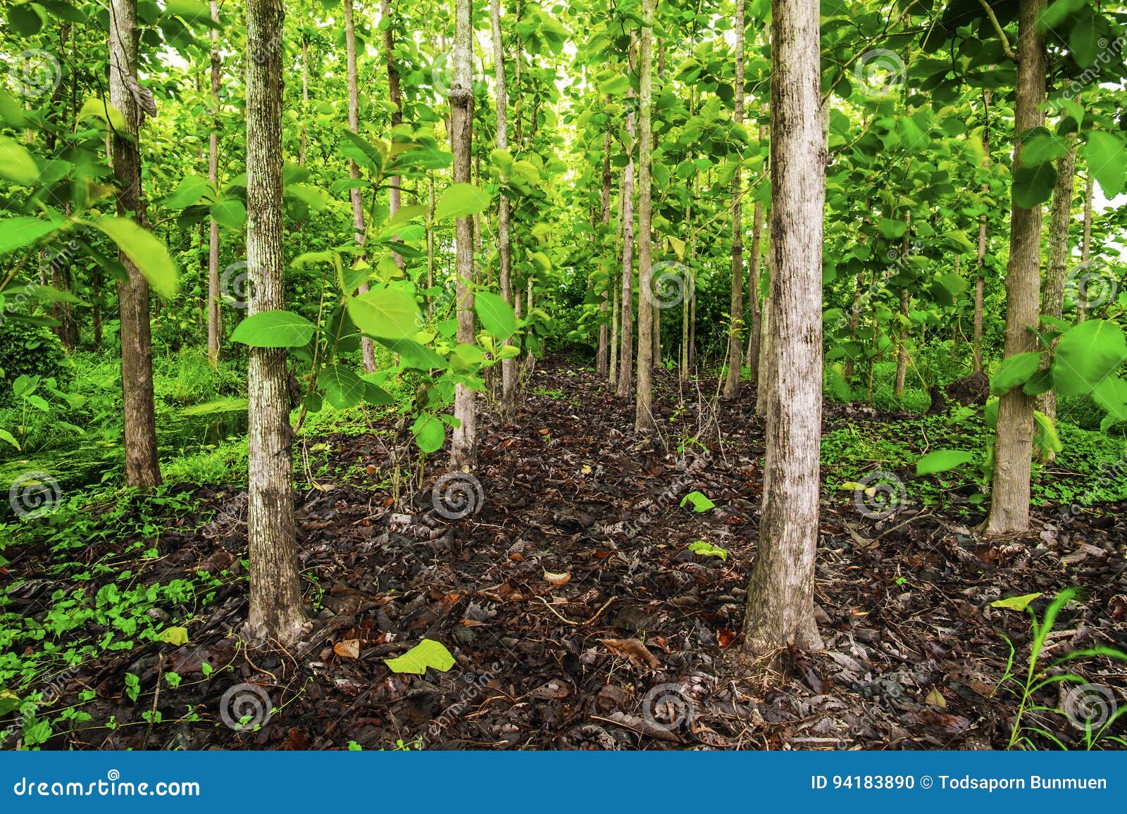 Teak Forests in the Environment Stock Photo - Image of beautiful ...