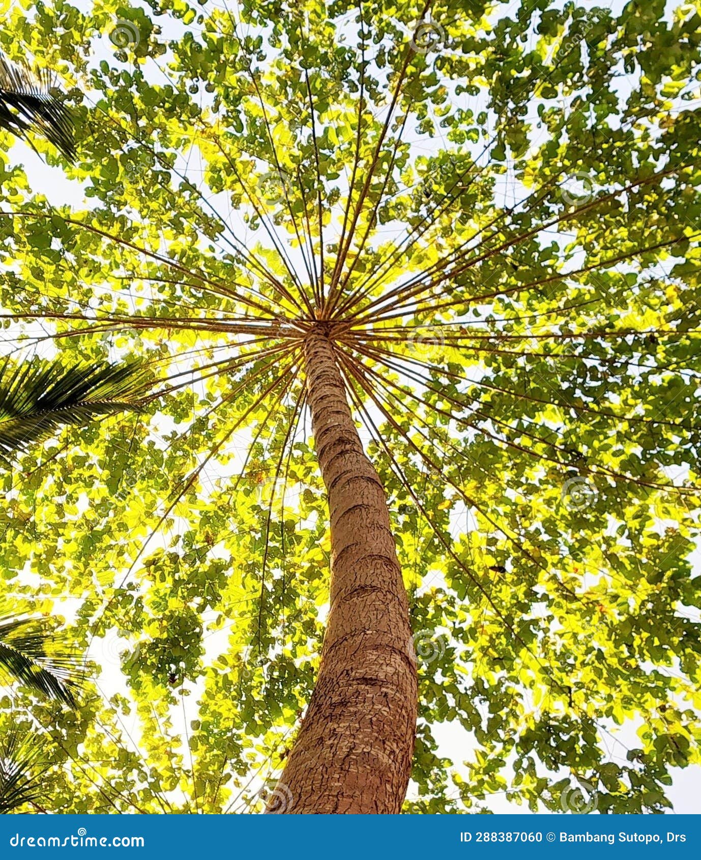 Teak Garden Trees stock photo. Image of trees, fresh - 288387060