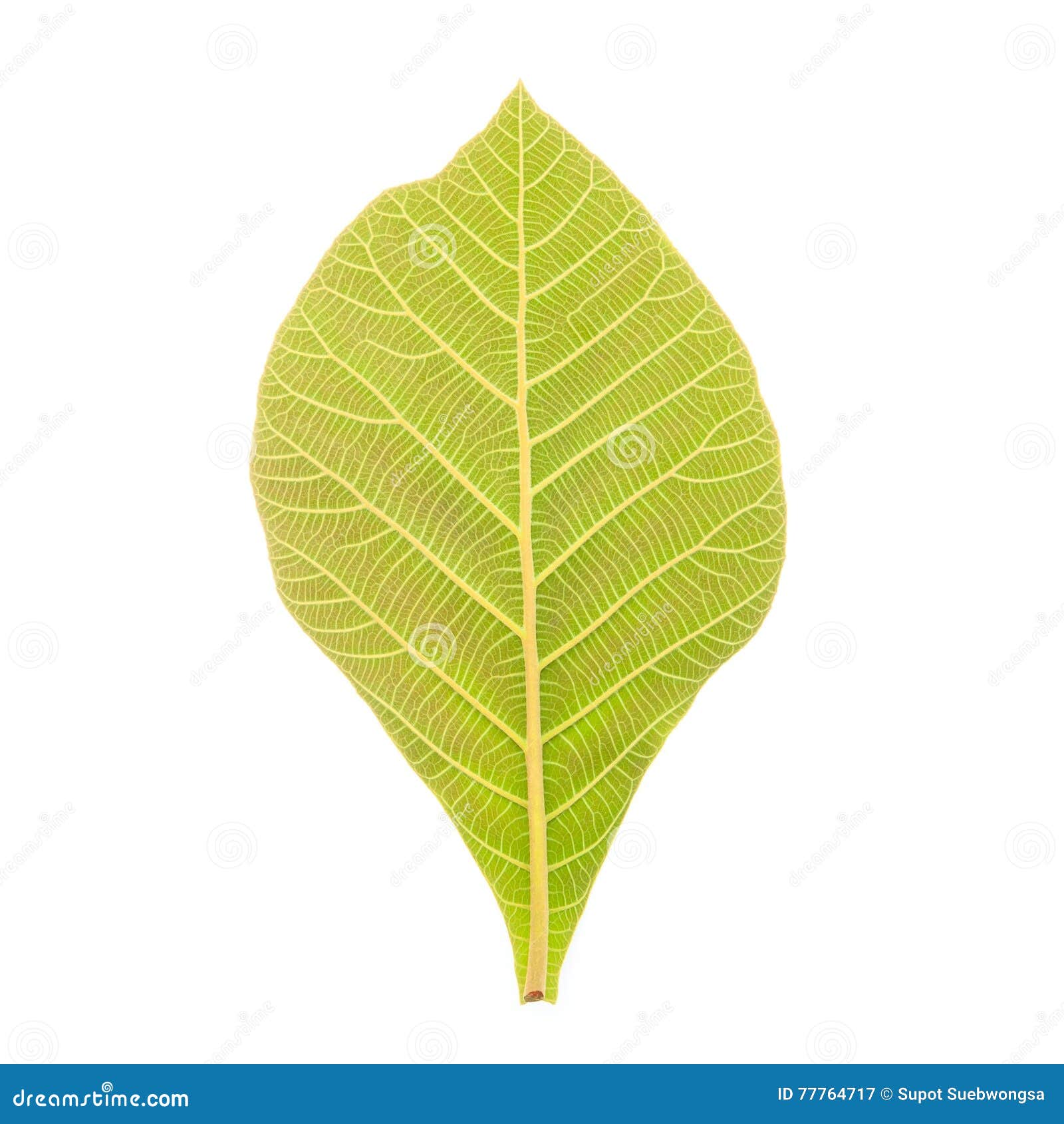 Teak Leaf Clipping Path stock image. Image of conservation - 77764717