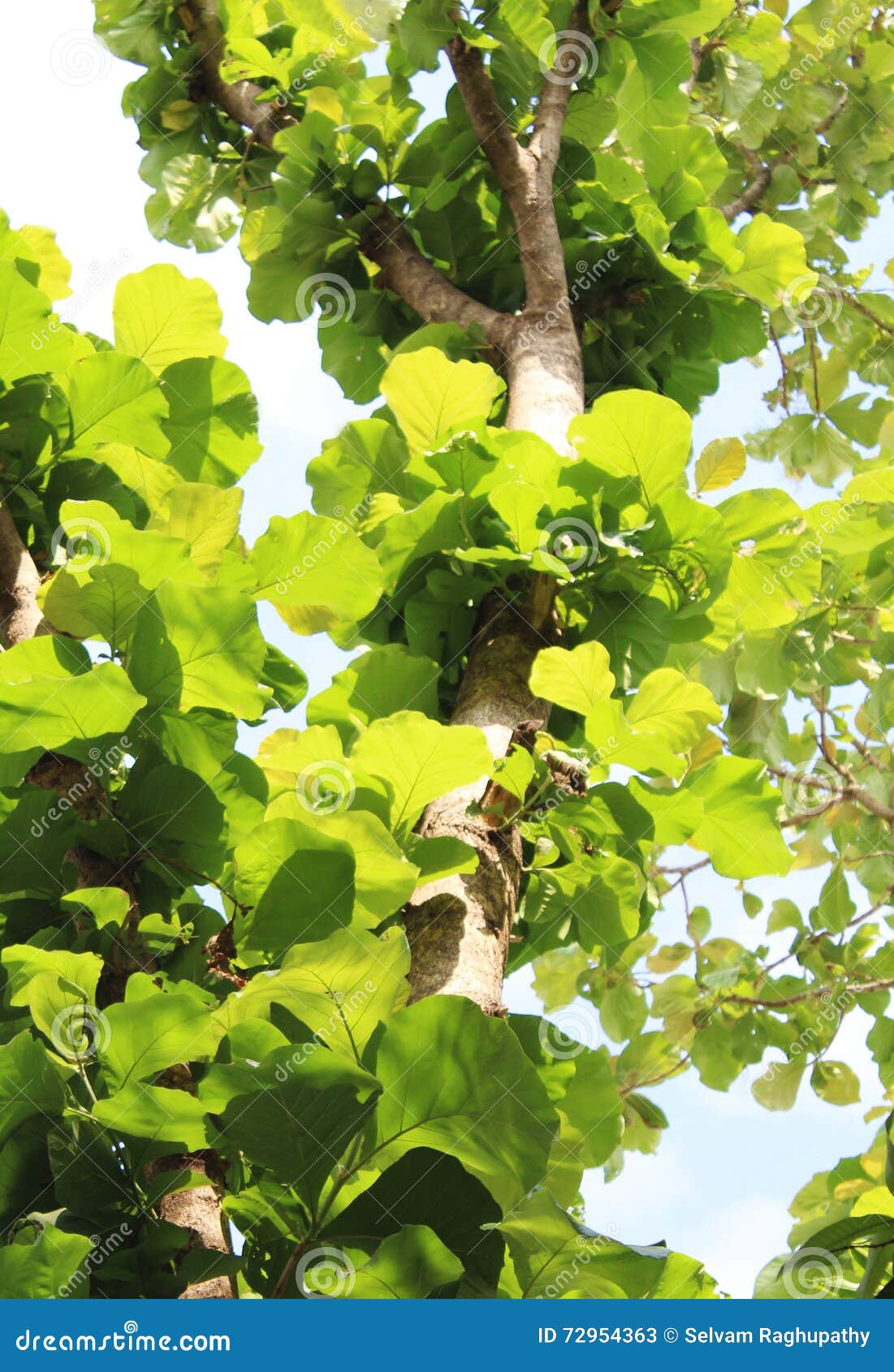 Teak Leaves On The Tree Exposed To Sunlight In The Morning.Natural ...
