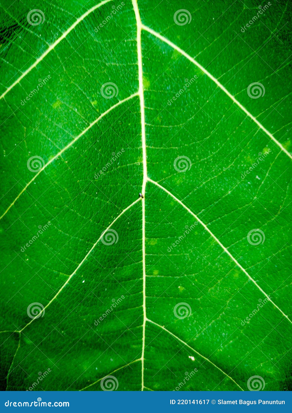 Teak leaves top view stock image. Image of teak, view - 220141617