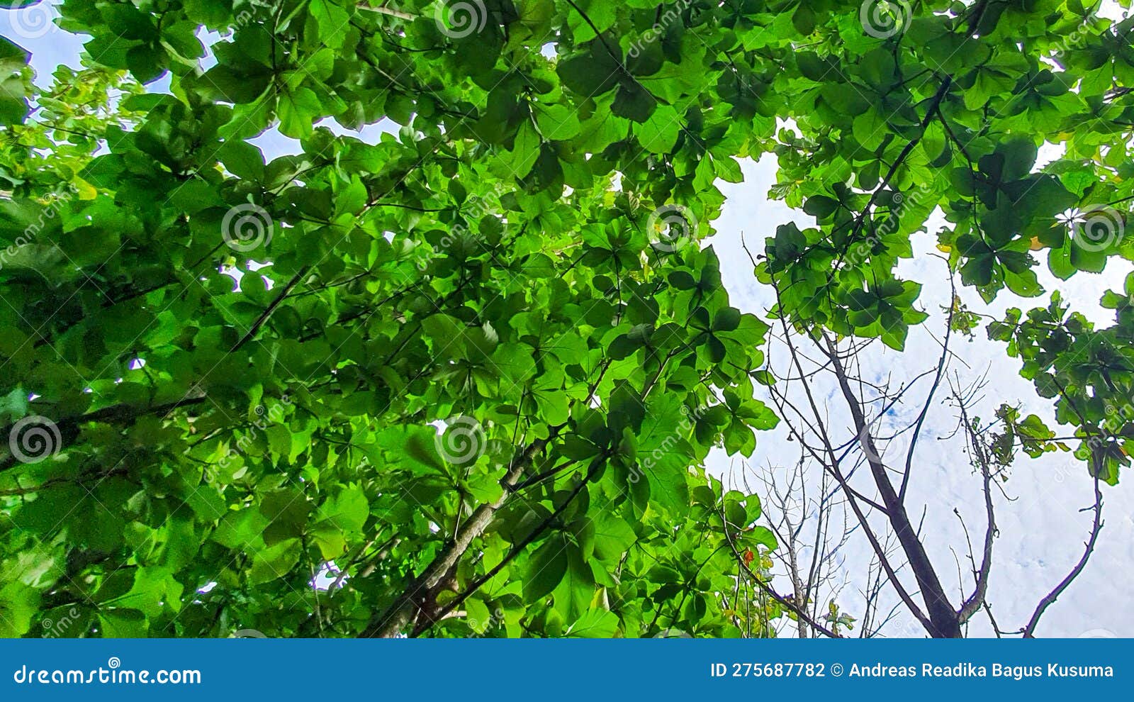 Teak leaves and trunk tree stock photo. Image of jungle - 275687782