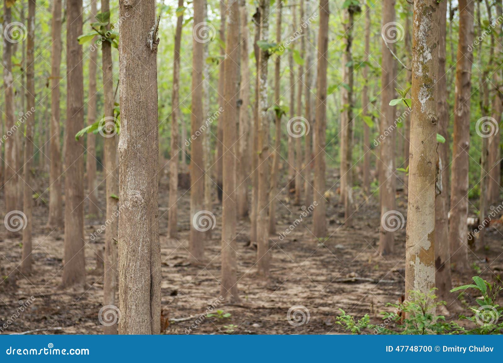 Teak Natural Forest, Luang Prabang, Laos Stock Photo - Image of luang ...