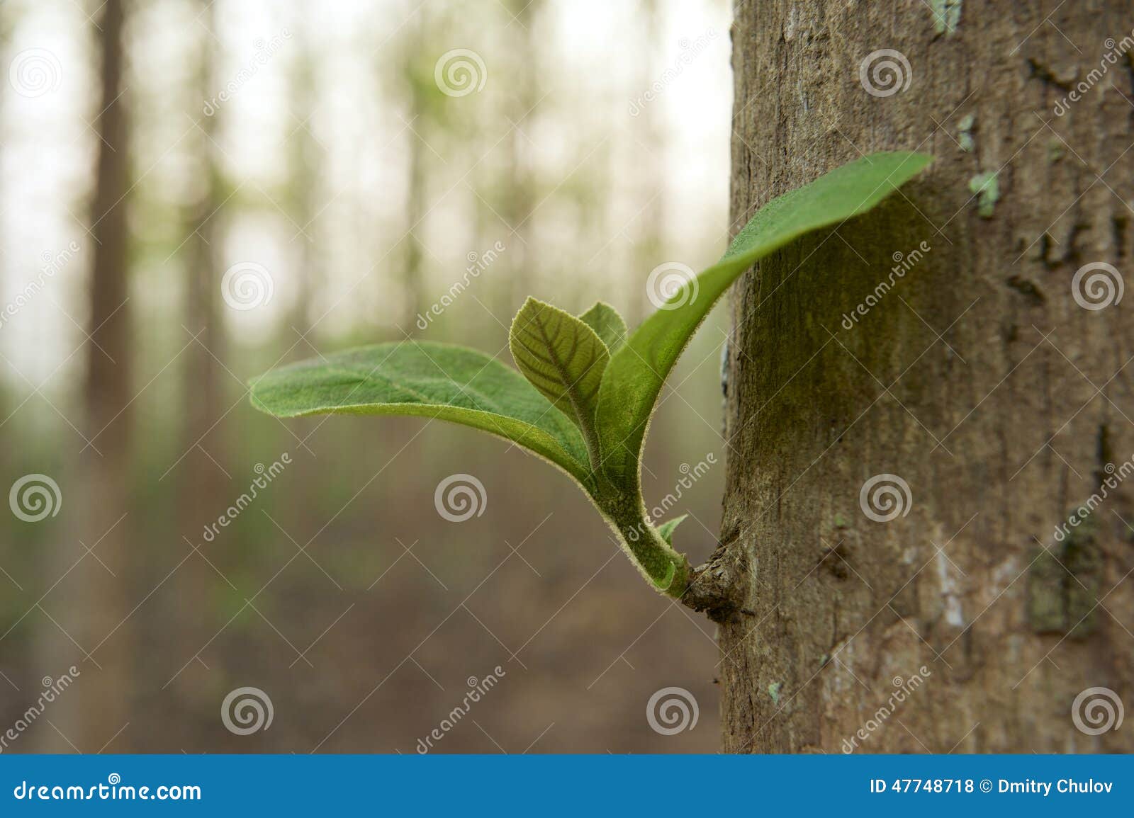 Teak Natural Forest, Luang Prabang, Laos Stock Photo - Image of summer ...