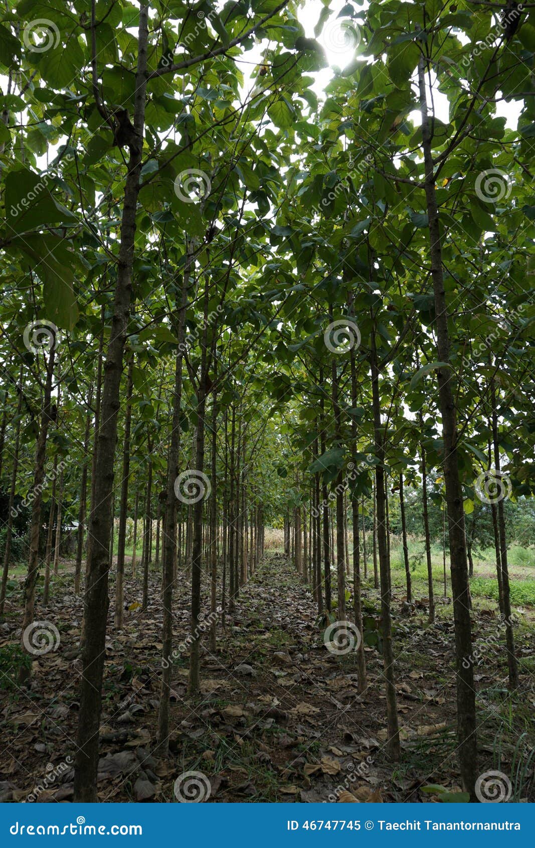 Teak plantation stock image. Image of natural, nature - 46747745