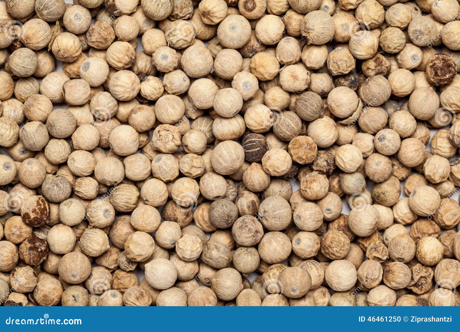 Teak Seed Untreated (tectona Grandis ) Royalty-Free Stock Image ...