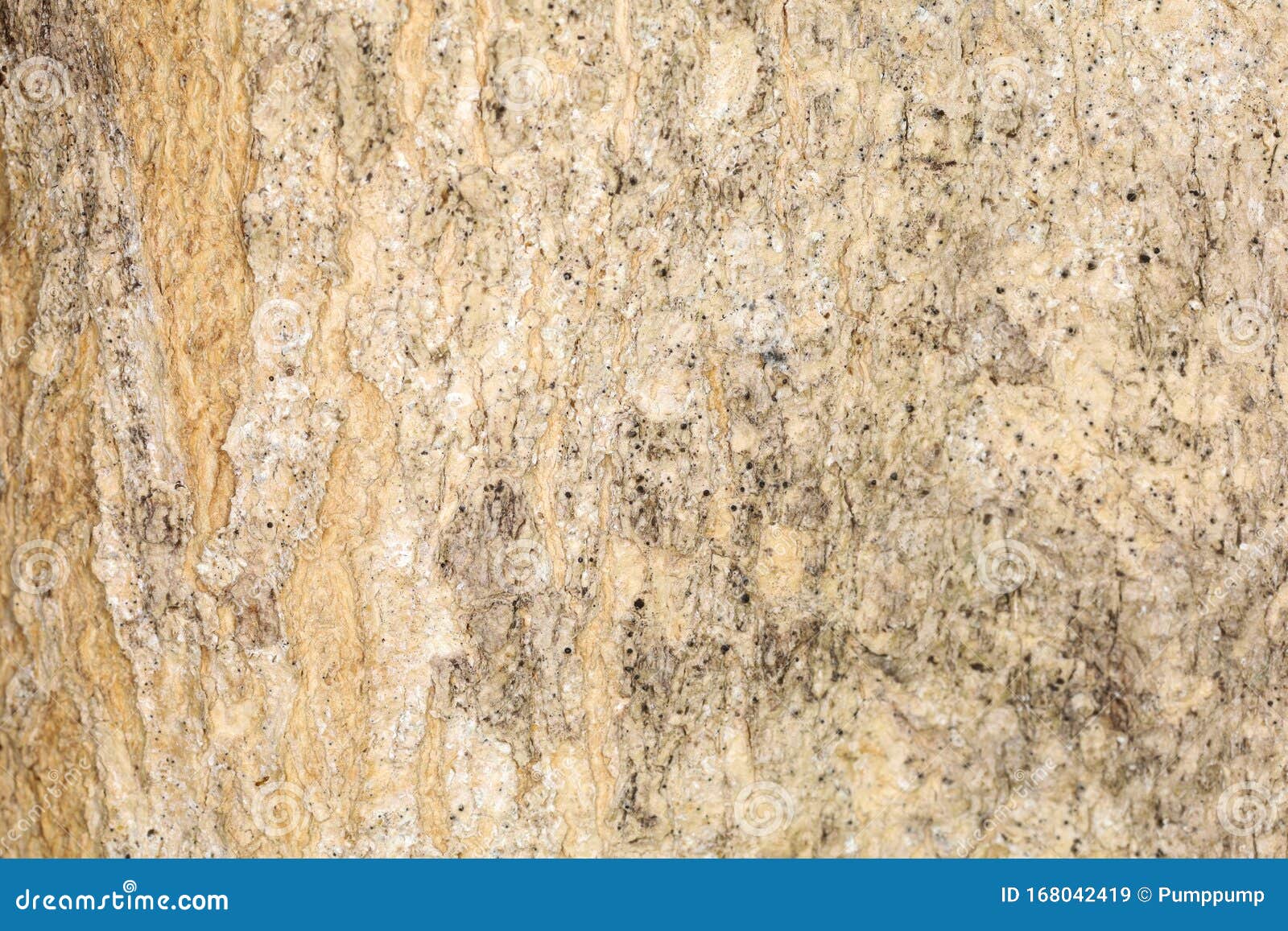 Teak Skin Wood Tree for Nature Texture and Pattern Stock Image - Image ...