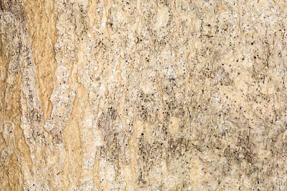 Teak Skin Wood Tree for Nature Texture and Pattern Stock Image - Image ...