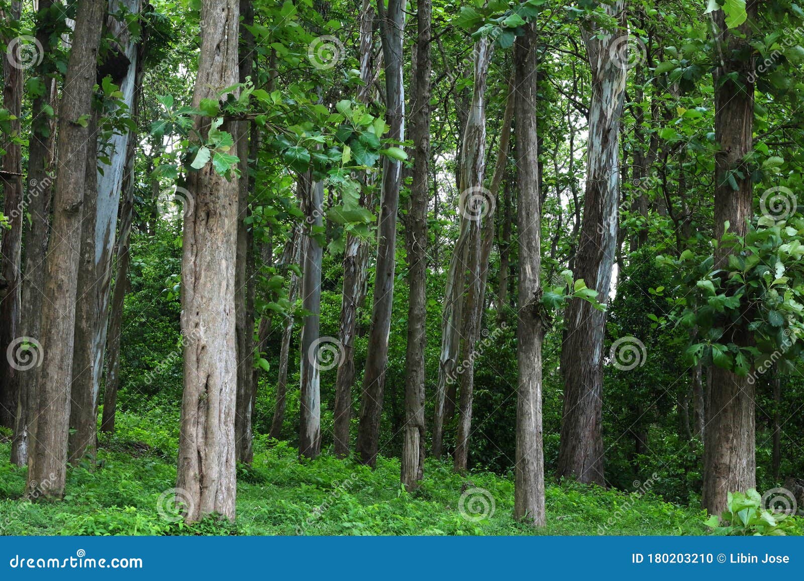 Tectona Grandis Teak Tropical Hardwood Tree Stock Image | CartoonDealer ...