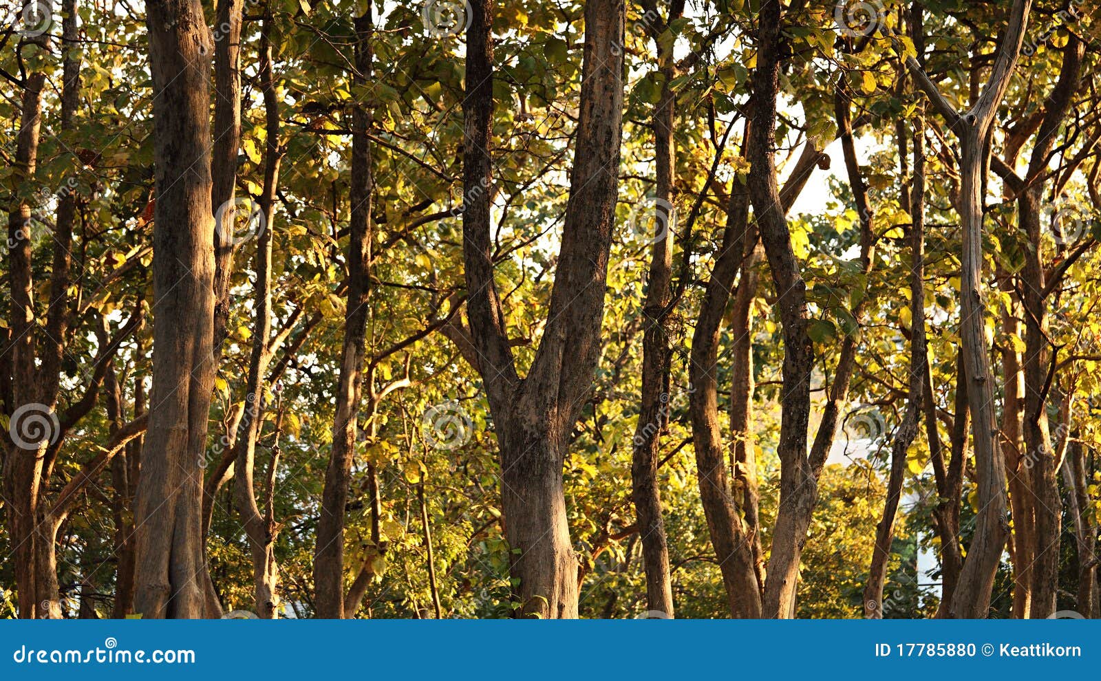 Teak Tree Plantation, Forest Teak, Teak Farm, Background Teak Wood ...