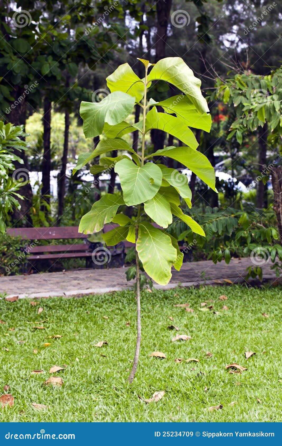 Teak Tree stock image. Image of foliage, mountain, shine - 25234709