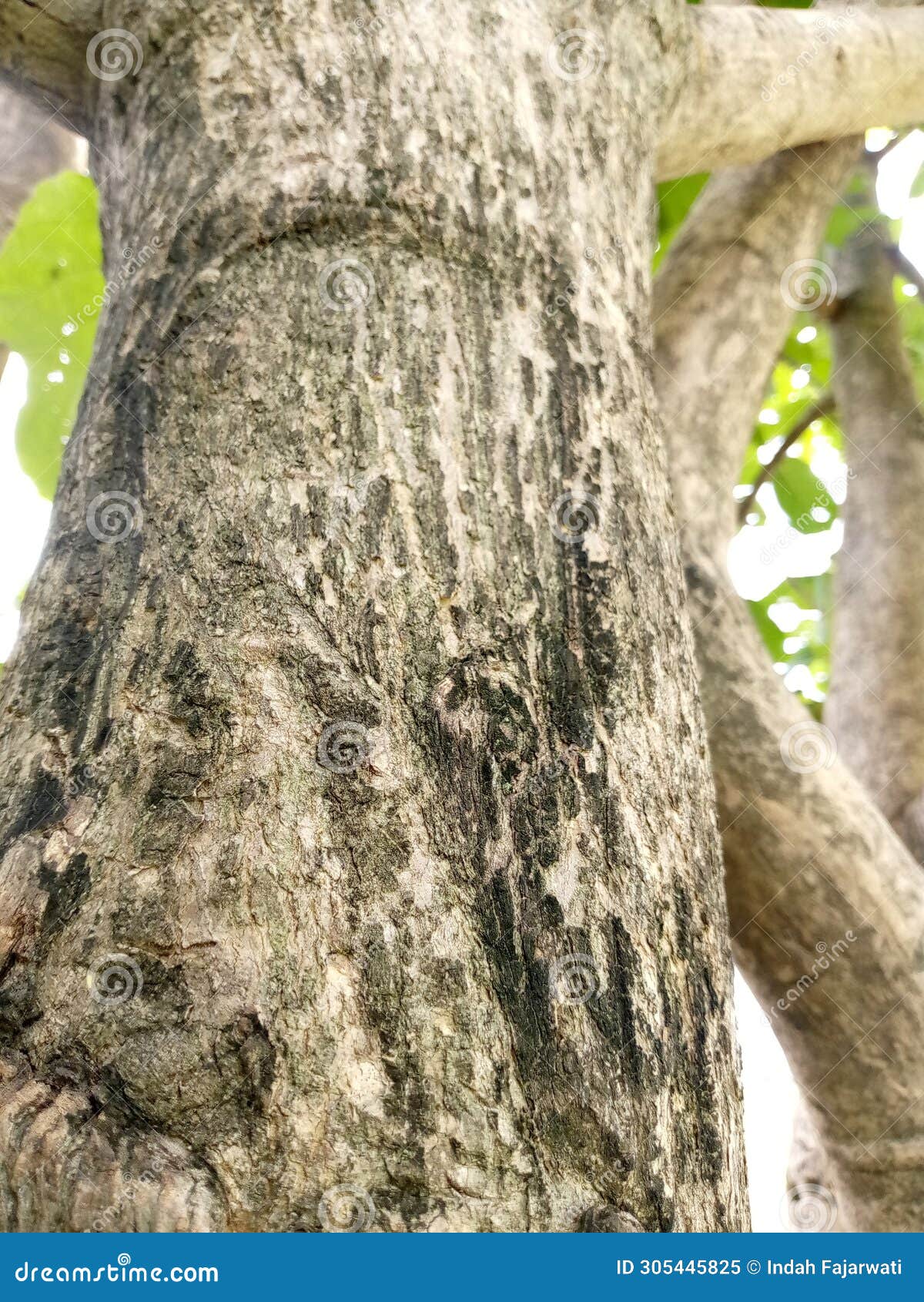 Teak Tree Bark, Abstract Backgrounds Stock Image - Image of backgrounds ...
