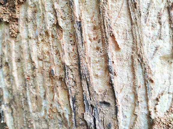 Teak tree bark stock image. Image of unique, tree, shape - 331845217