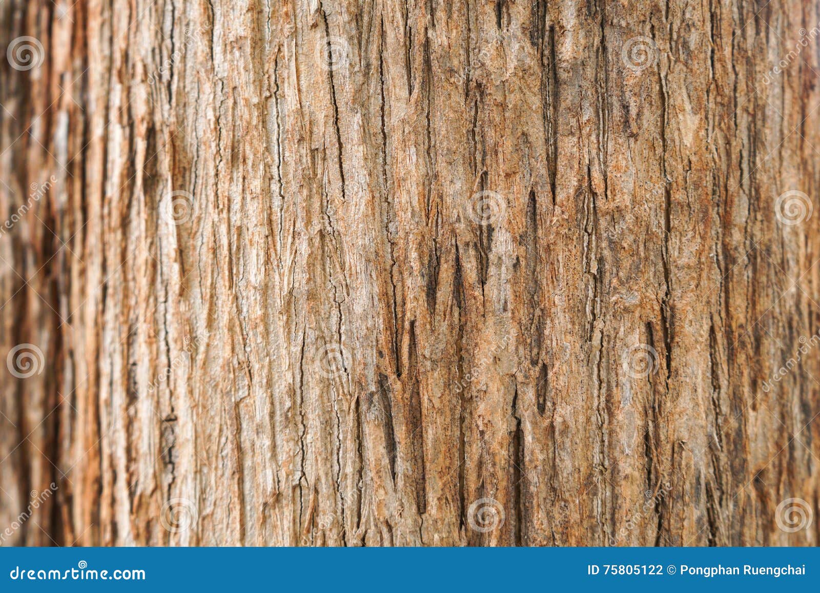 Teak Tree Plantation, Forest Teak, Teak Farm, Background Teak Wood ...