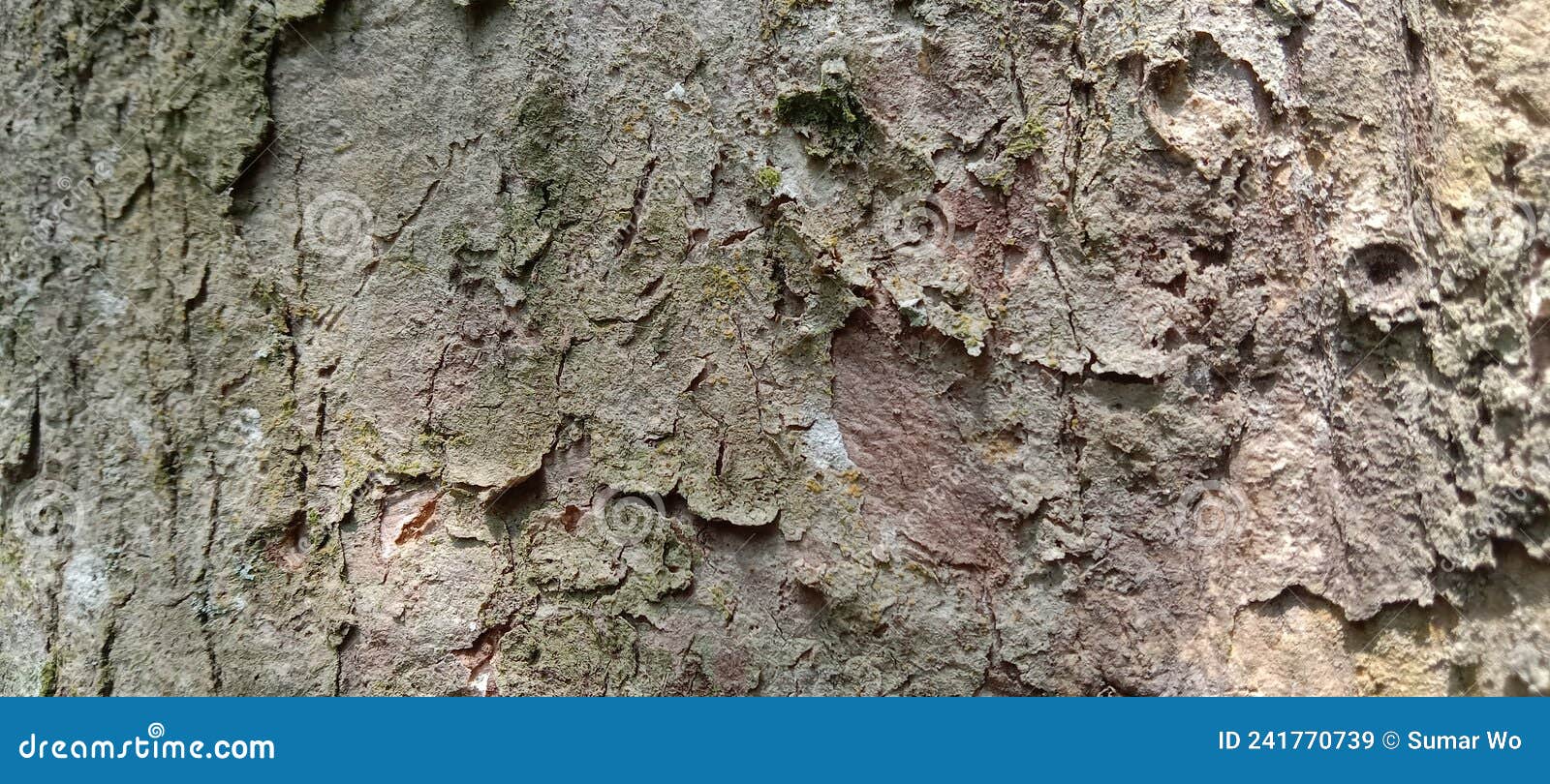 Teak Tree Bark Texture that is Clearly Visible Stock Image - Image of ...