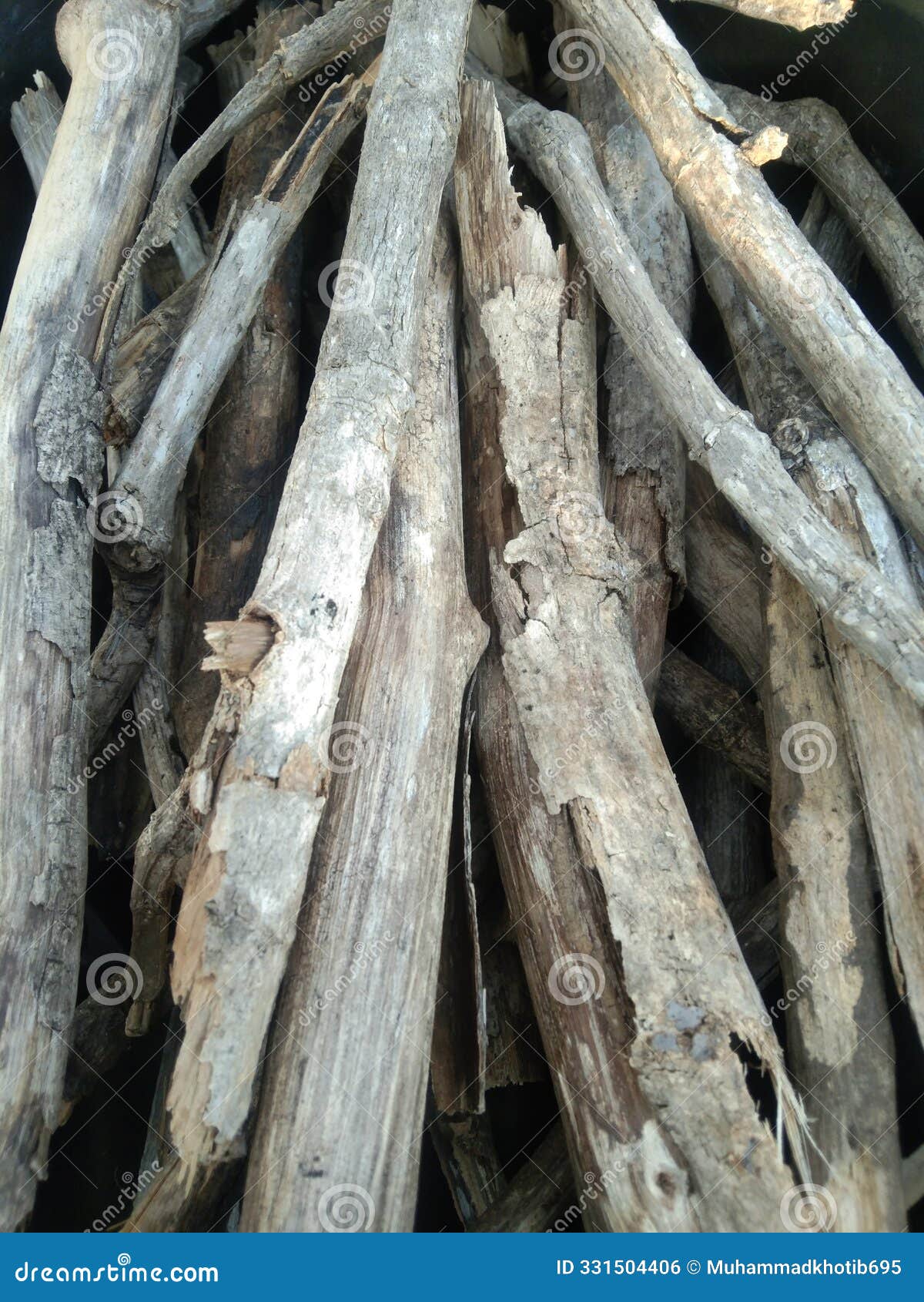 Teak Tree Branches Lying on the Ground Stock Photo - Image of teak ...
