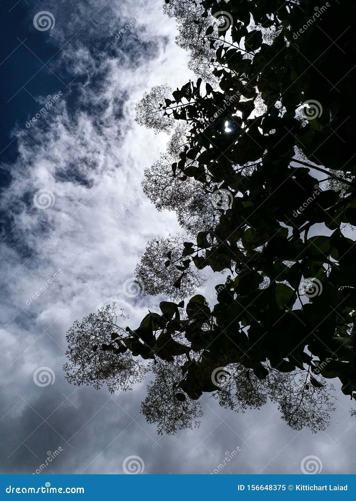 Teak tree blossom stock image. Image of teak, cloudy - 156648375