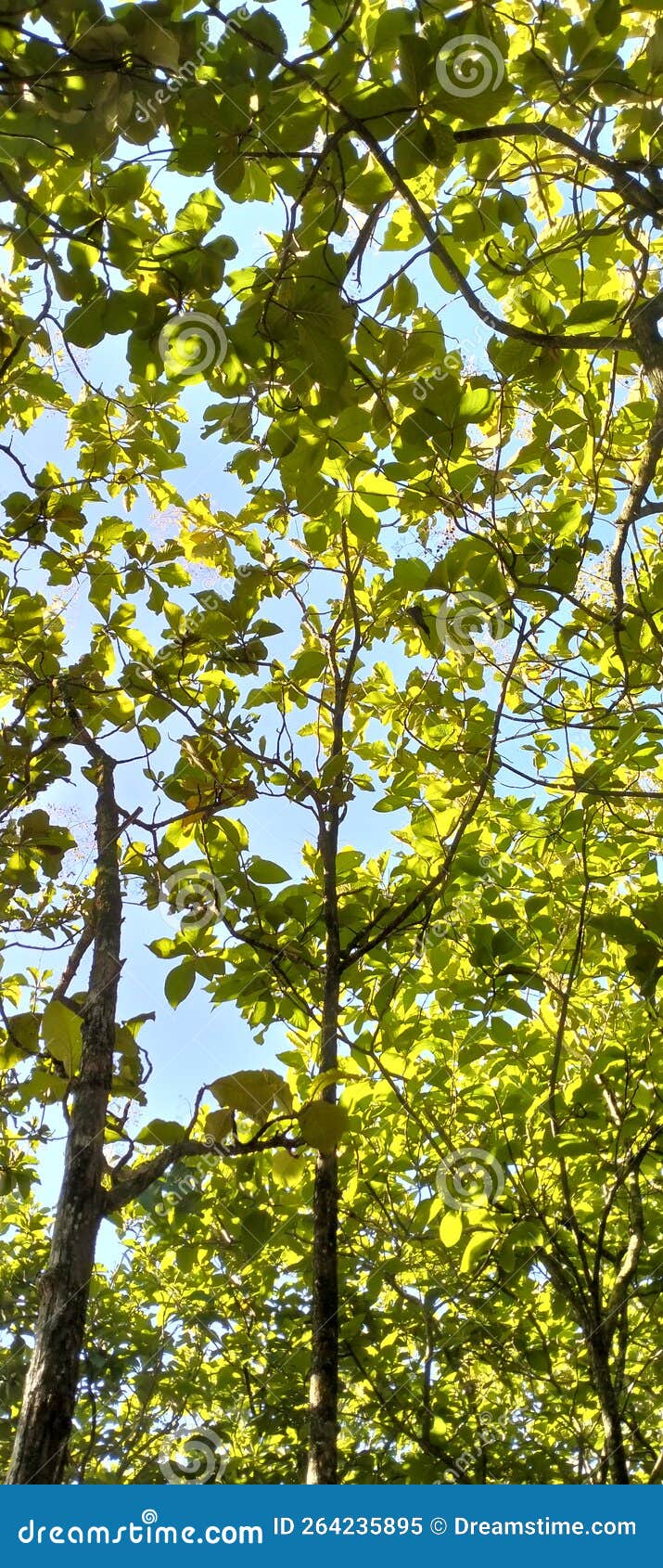 Teak tree forest stock image. Image of blossom, fruit - 264235895