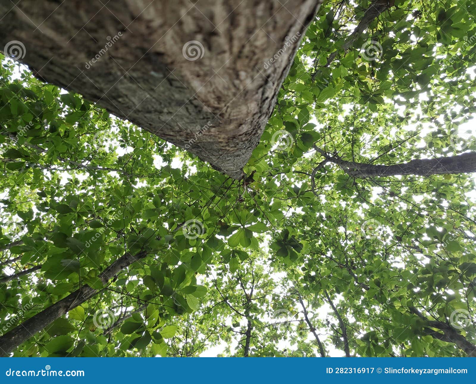 Teak tree in teak forest stock image. Image of autumn - 282316917