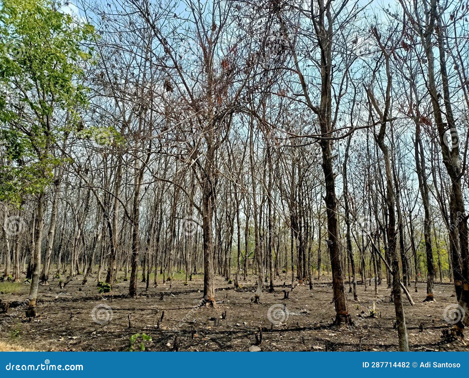Teak Tree Forest during the Dry Season Stock Photo - Image of teak ...
