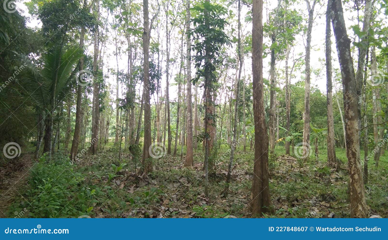 Teak tree forest for life stock image. Image of trail - 227848607