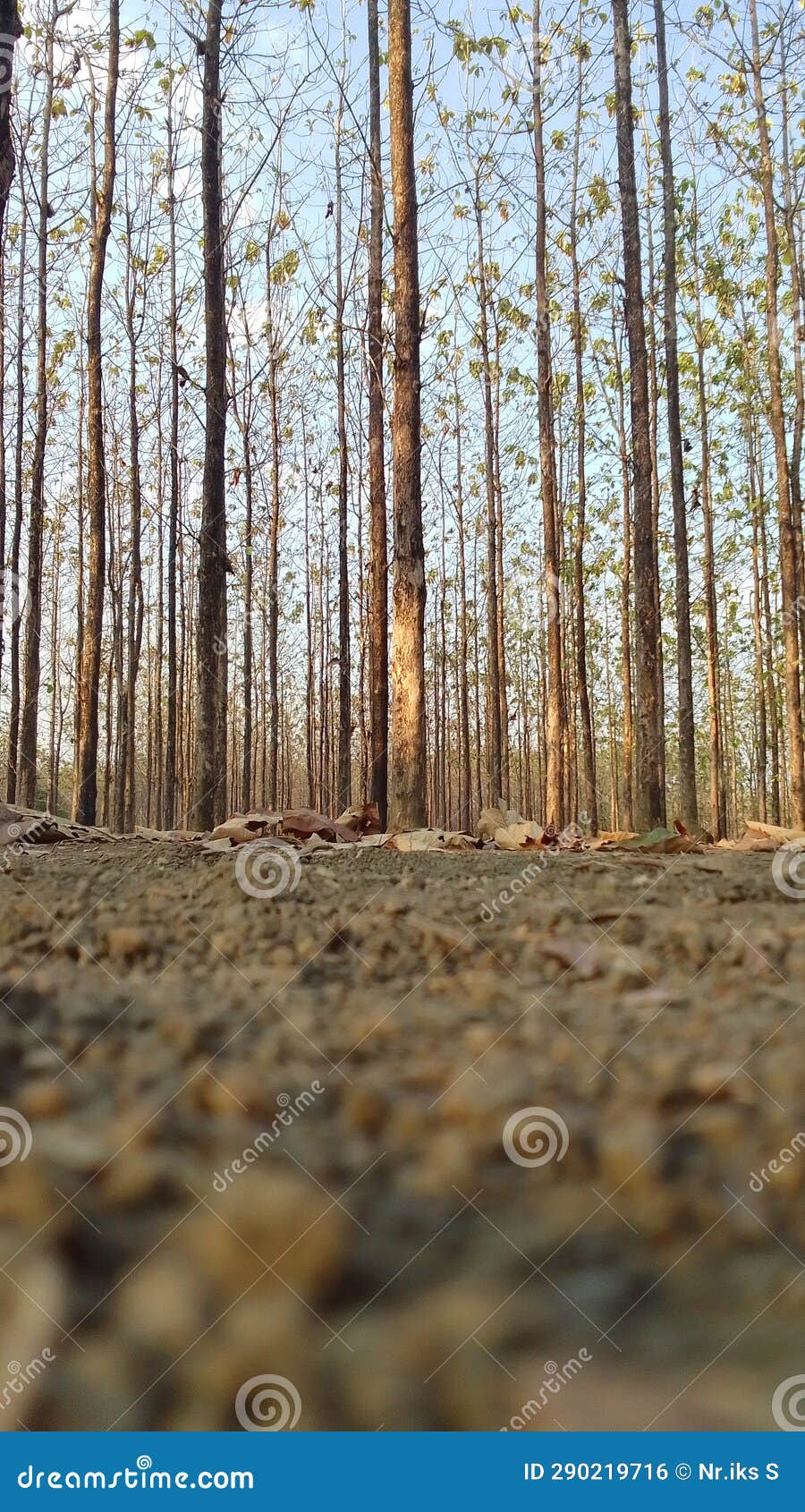Teak Tree Forest Photography Stock Photo - Image of afternoon, tree ...