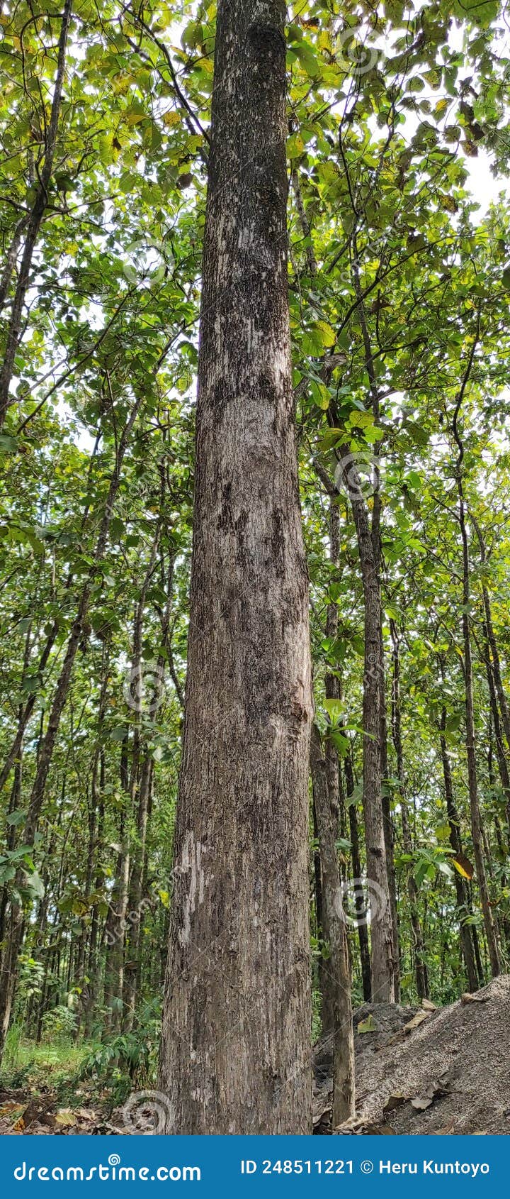 Teak tree in forest stock image. Image of leaf, grove - 248511221