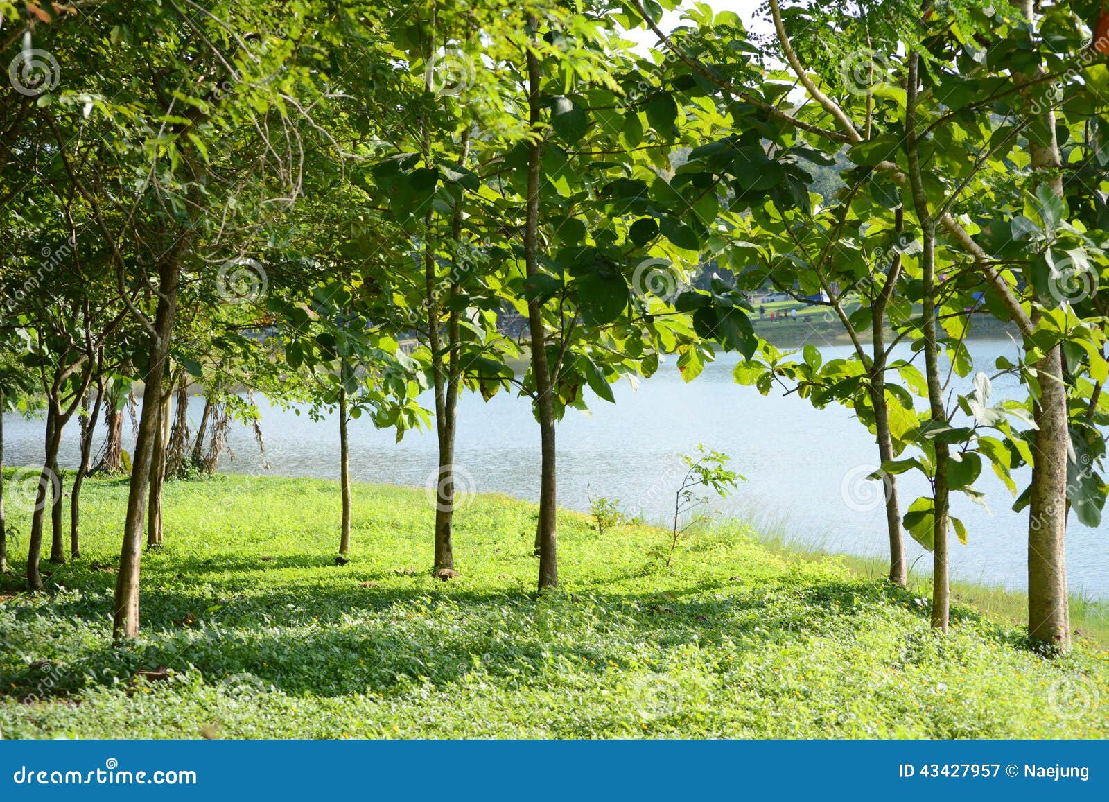 Teak tree stock image. Image of light, high, garden, forest - 43427957