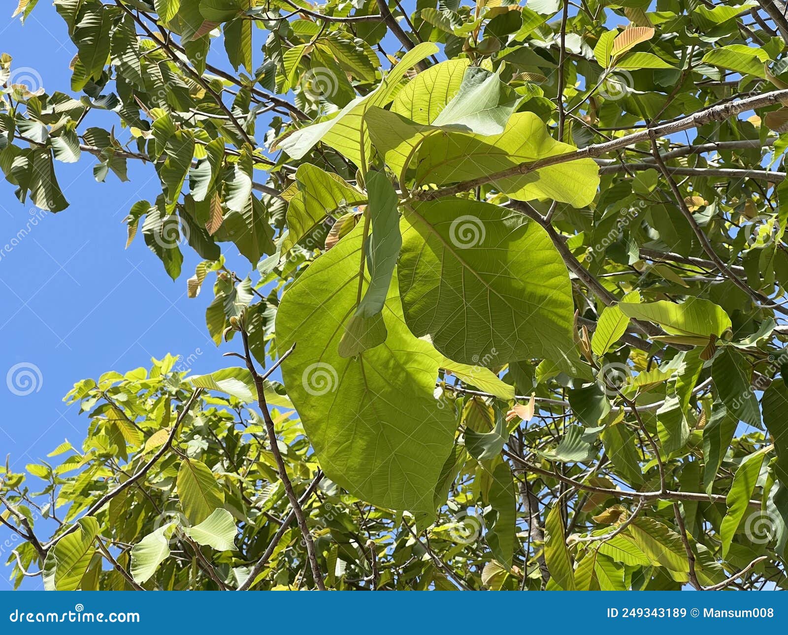 Teak Tree with Green Leaves Stock Image - Image of vivid, summer: 249343189