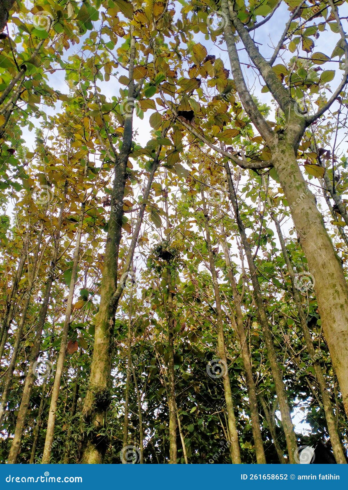 Teak tree stock photo. Image of sunlight, plant, area - 261658652