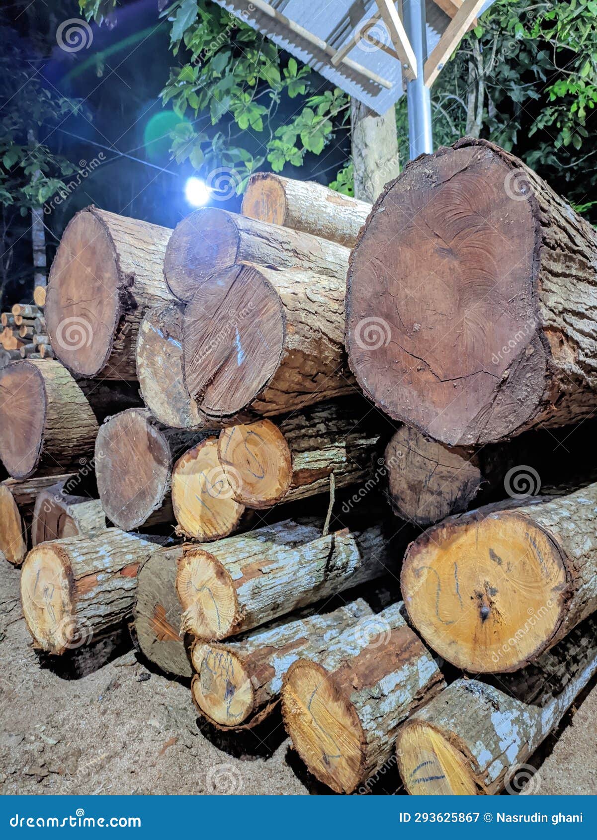 Teak tree from Indonesia stock image. Image of produce - 293625867