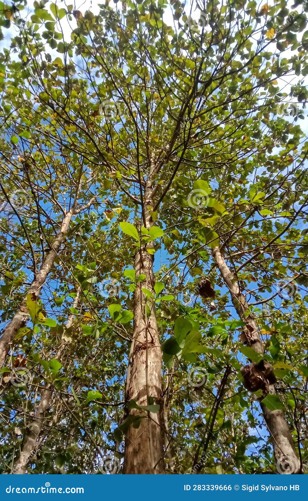 Teak tree on the jungle stock photo. Image of tree, jungle - 283339666