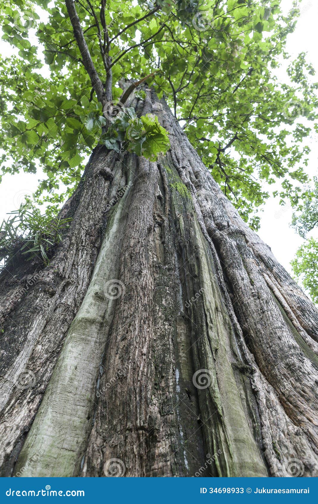 Teak Tree With Plank-buttress Root Covered With Vines Stock Photography ...