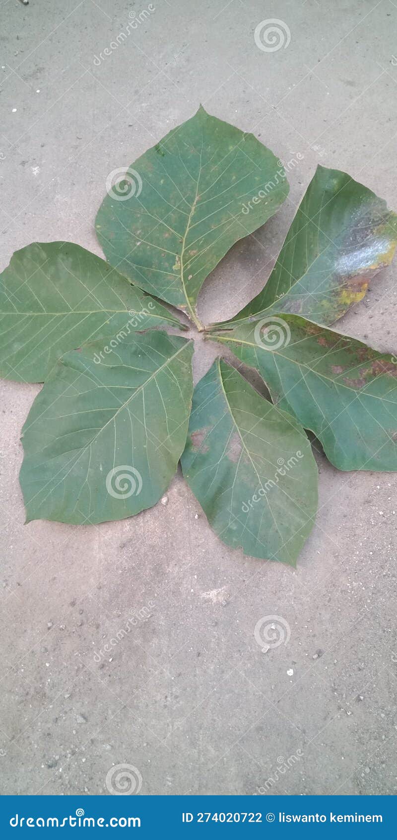 Teak tree leaves stock photo. Image of teak, petal, food - 274020722