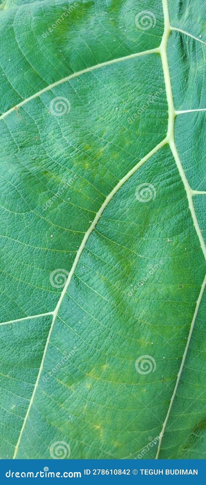 Teak Tree Leaves that Bloom before Falling Stock Photo - Image of teak ...