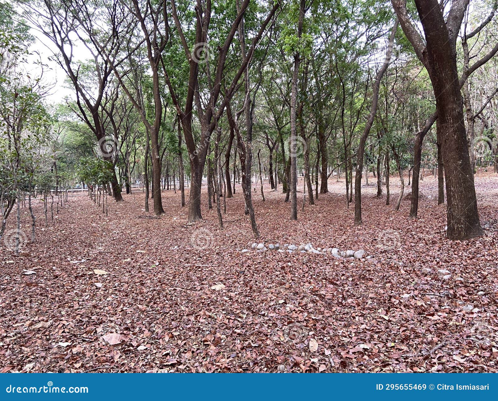 Teak tree stock image. Image of plantation, forest, grass - 295655469