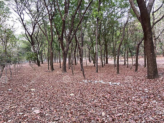 Teak tree stock image. Image of plantation, forest, grass - 295655469
