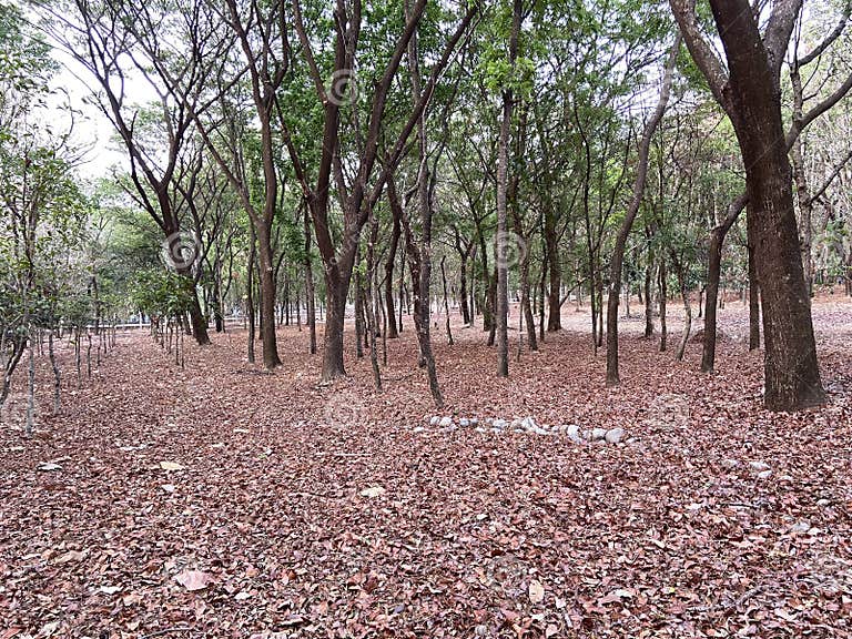 Teak tree stock image. Image of plantation, forest, grass - 295655469